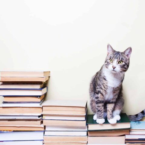 500 Famous Literary Cat Names for Your Pet 2025